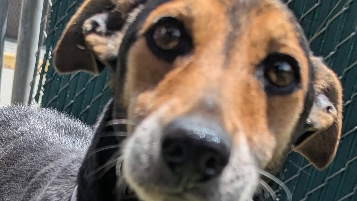 Fundraiser by Nicole Rechtszaid : Aid Moose's and Woody's Journey