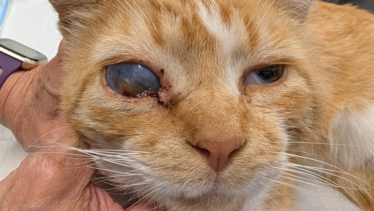Fundraiser by Jenna Webeck : Support Meatball's Eye Surgery Fund