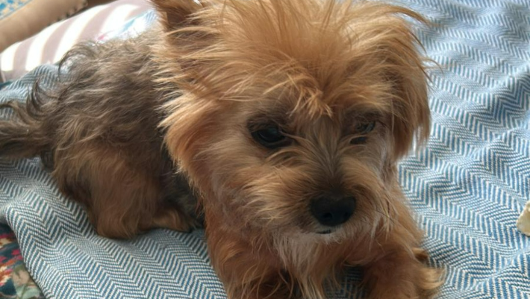 Fundraiser for Angela Ebanks by Ann-Marie Ruddock : Help Milli See ...