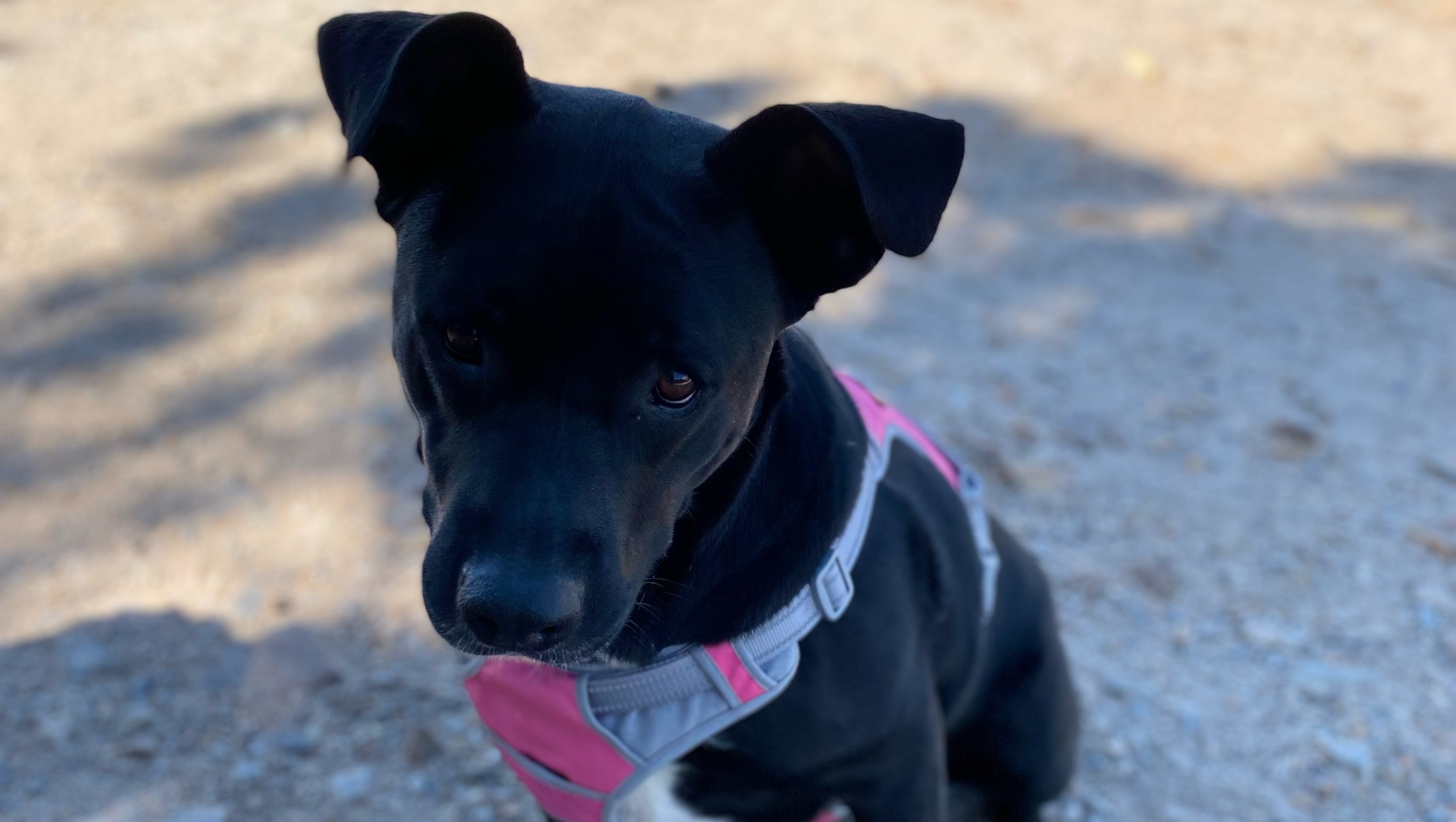 Fundraiser for Rachel Lee by Kiley Hacker : Help Luna Get the Medical ...