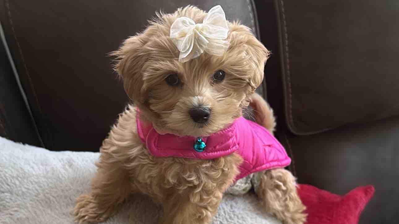 Fundraiser by Miyah Palmore : Support Remy's Journey to a Better Life