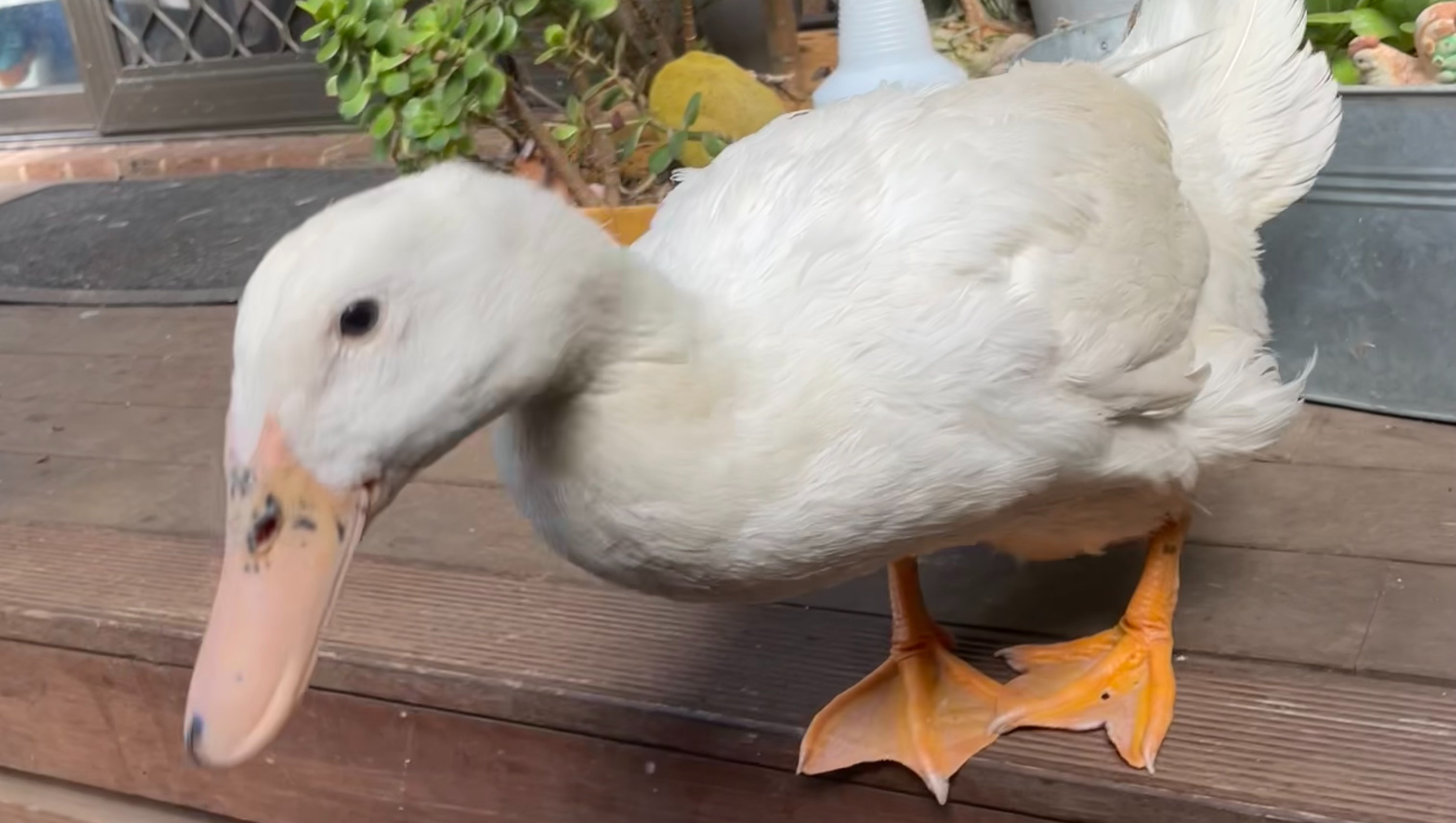 Fundraiser by Linda Aitken : Please help Freckles the Duck with surgery