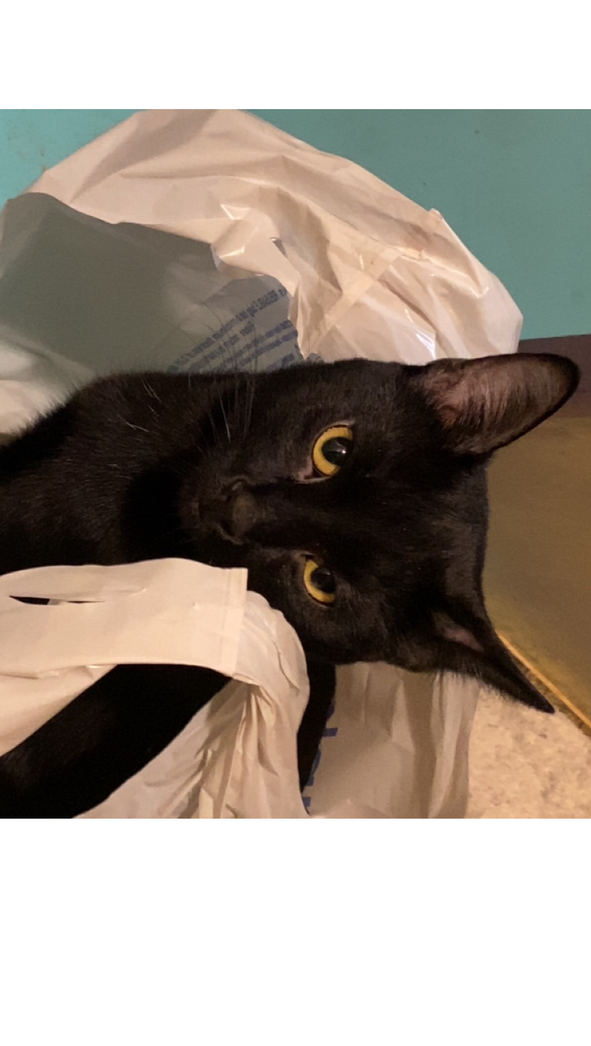 Fundraiser by Arloa Knowles : Trinity's Birthday wishes! Vet, Bible ...
