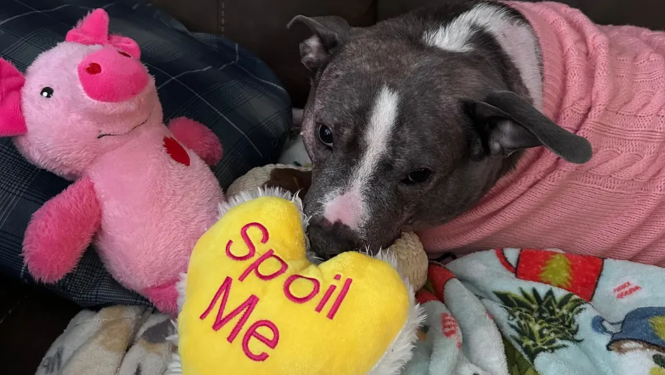 Fundraiser by Chris Liberati : Help Support Kim On Her Health Journey