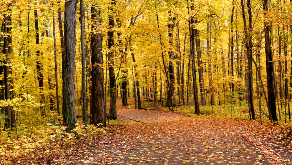 Fundraiser for Sonya Hunt by Weyman Holton : Rally for Sonya's Health ...