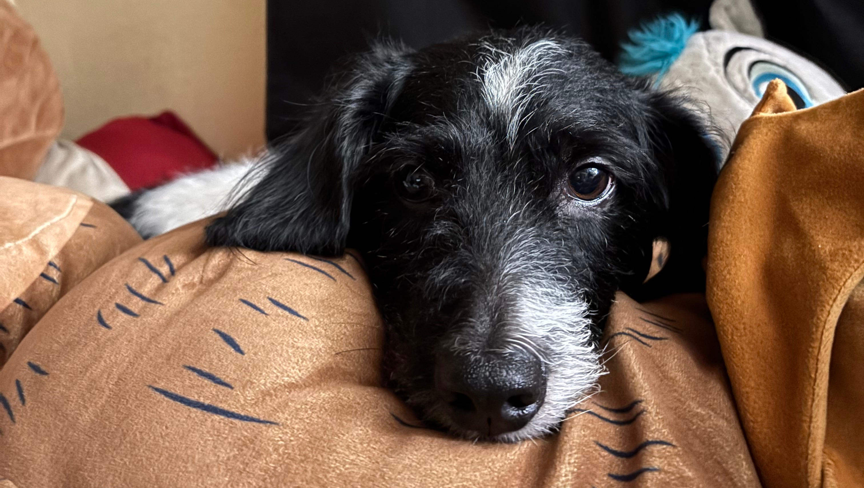 Fundraiser by Nicole Novoa : Support Poa's Healing Journey