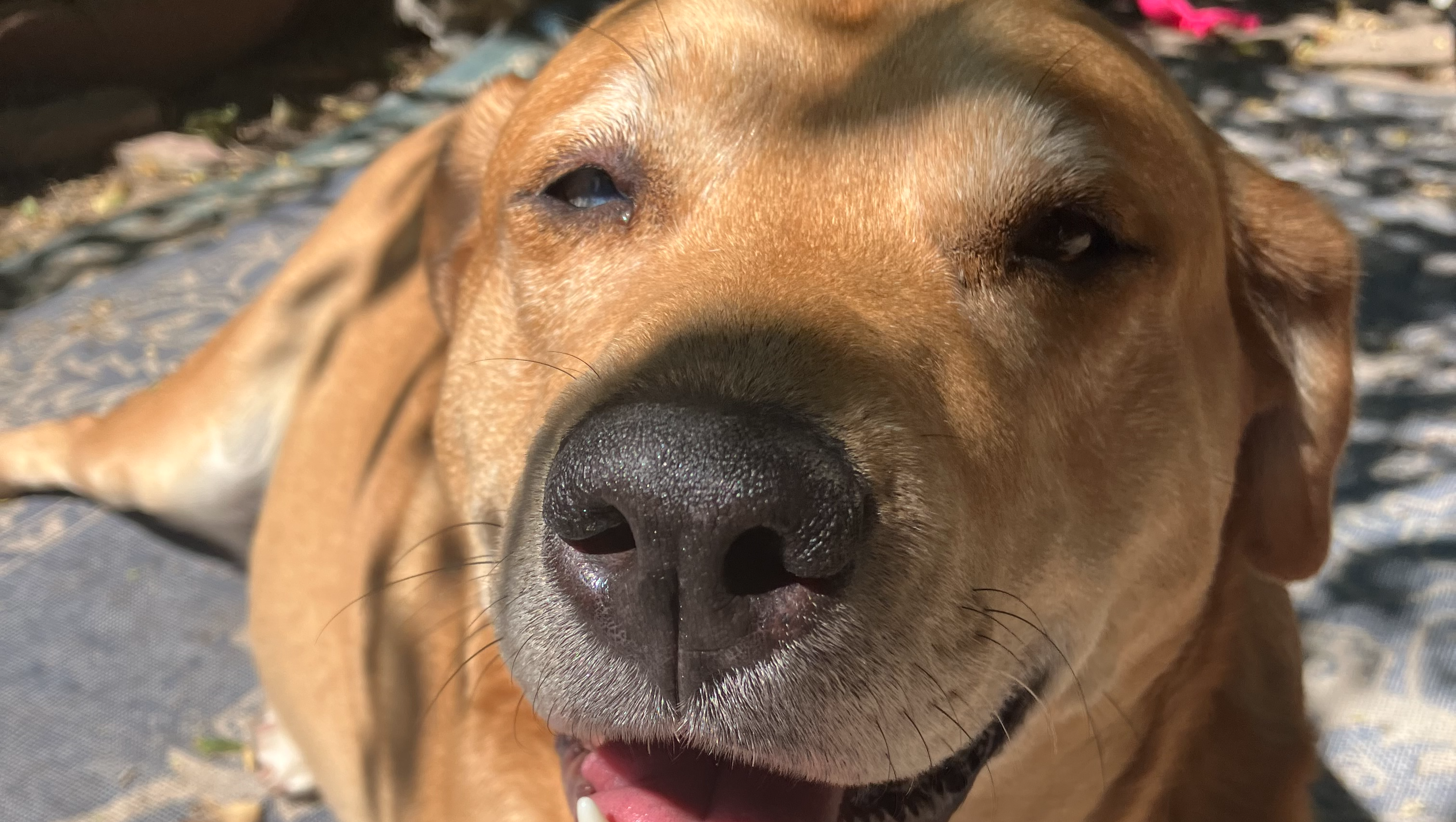 Fundraiser for Marcella Austin by Kay Olson : Support Amora's Emergency Vet Care