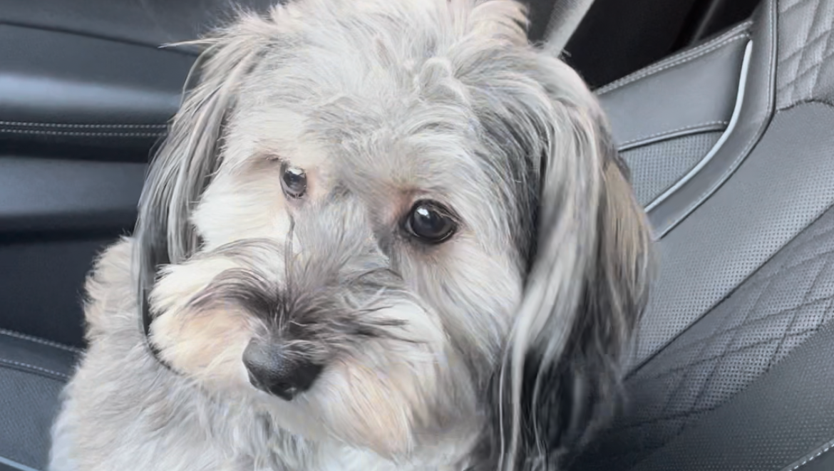 Fundraiser by Patrick Shanklin : Urgent Help Needed: Dog and I Facing ...