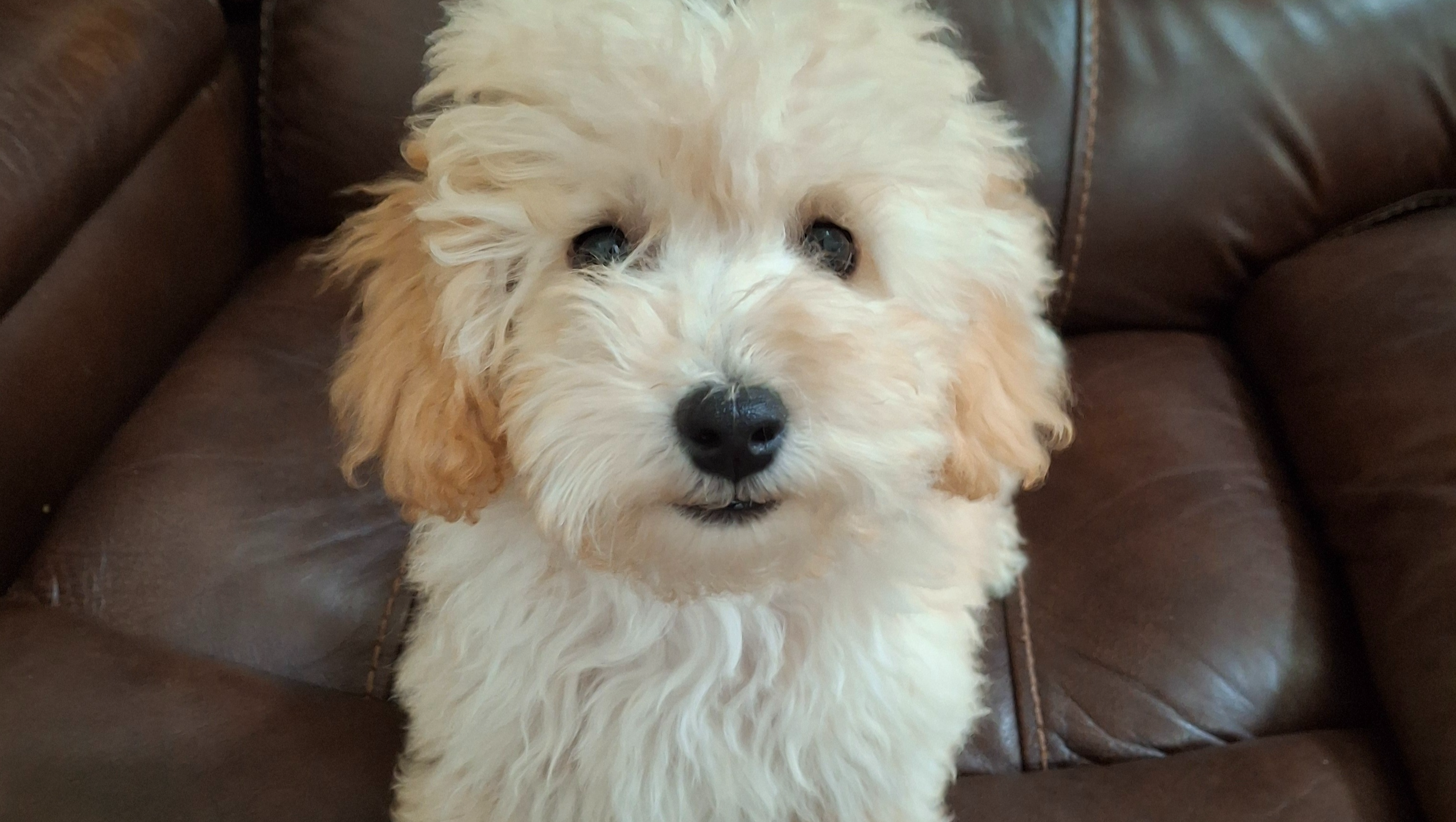 Fundraiser by Lew Gaisford : Donate for Life-Saving Surgery for Mini-Poo