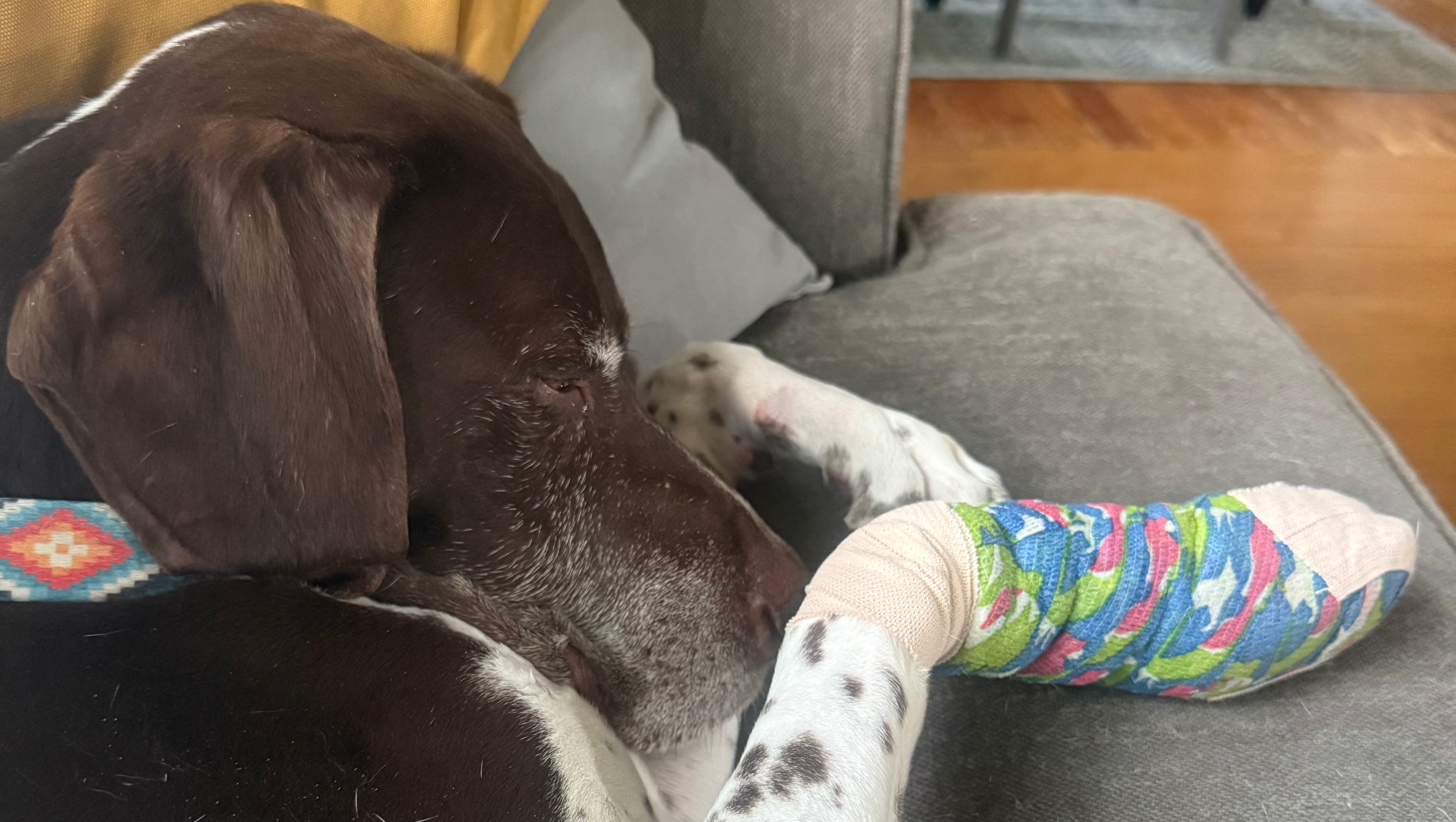 Fundraiser by Taylor Raellyn Wardowski : Support Chester's Recovery and ...