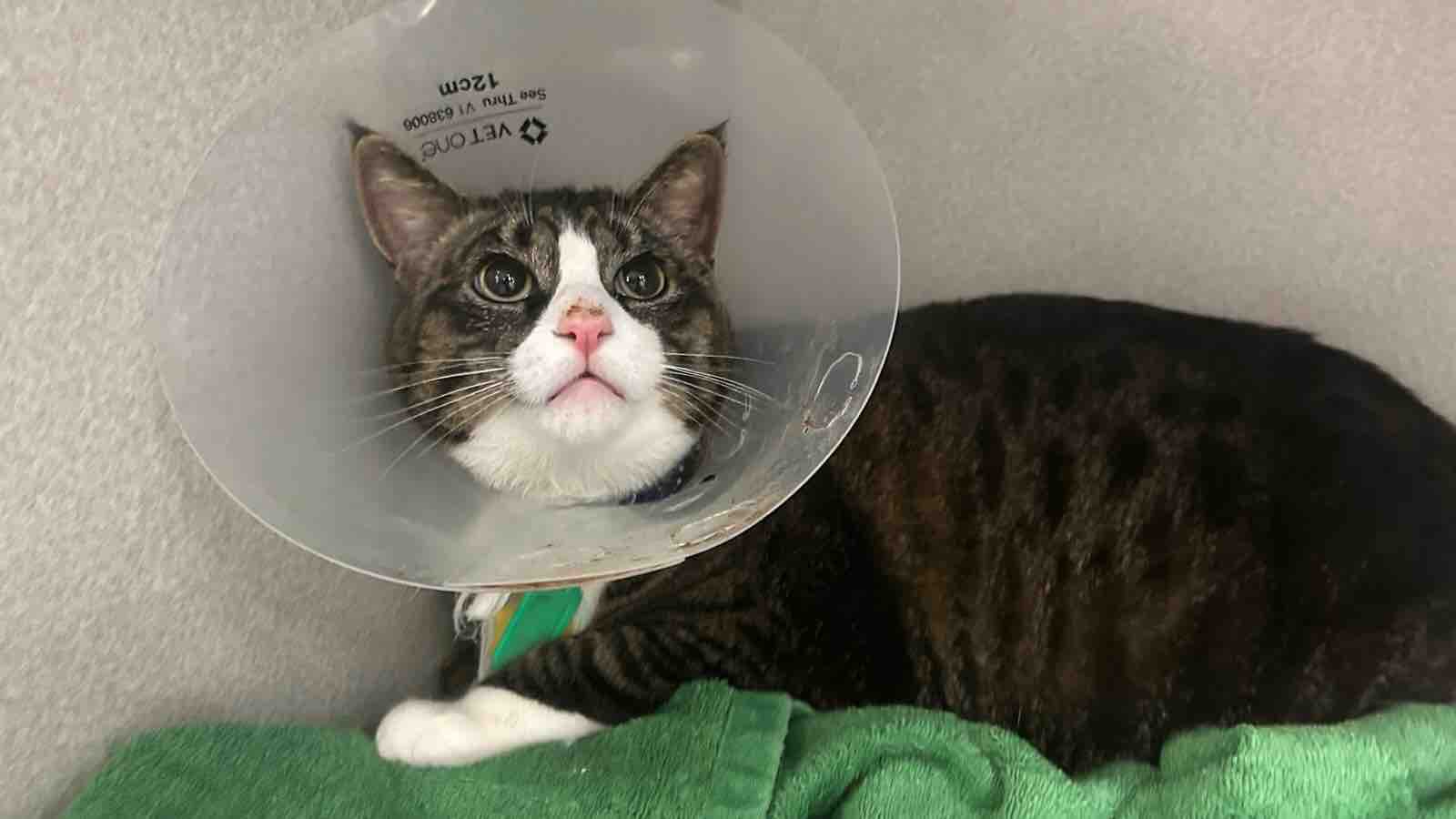 Fundraiser by Hailey Ruff : Emergency Vet Care for Hailey's Cat Bean