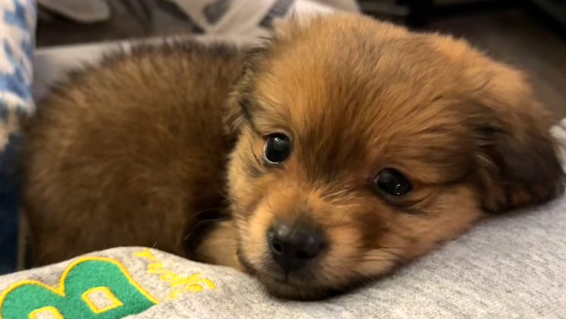 Fundraiser by Savannah Davis : Support Savannah and Newt's Medical Fight