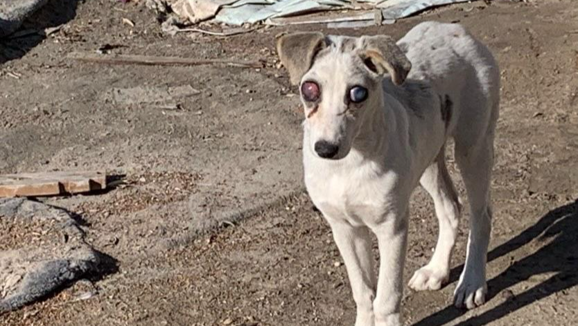 Fundraiser by Sarah Elizabeth Ballam : Help Kendrick the Blind Pup Fly ...