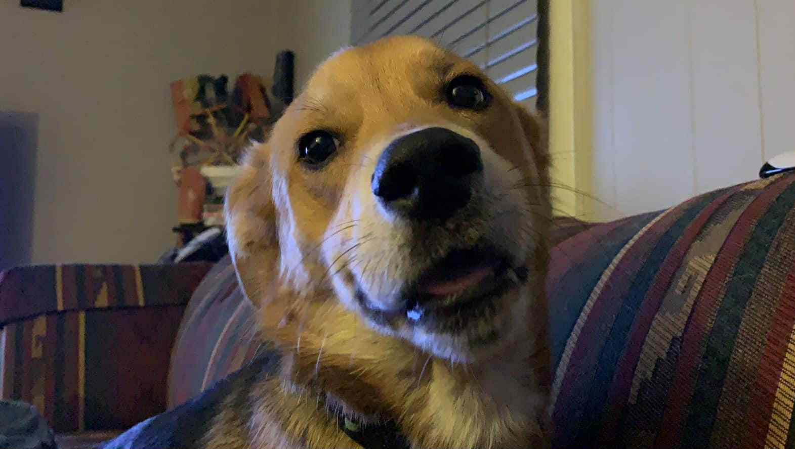 Fundraiser by Corey Wall : Life-saving Vet Services for Norman.