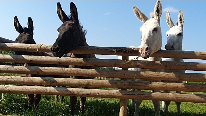 Fundraiser by sally layland : Cotswolds Donks Fund Raising Day