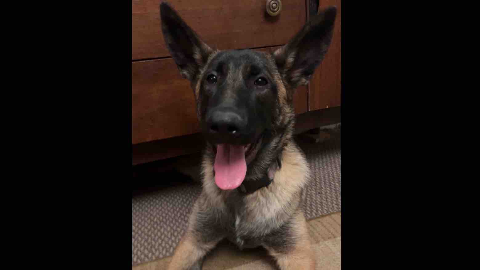 Fundraiser by Taylor Navin : Support Koda’s Life-Saving Surgery