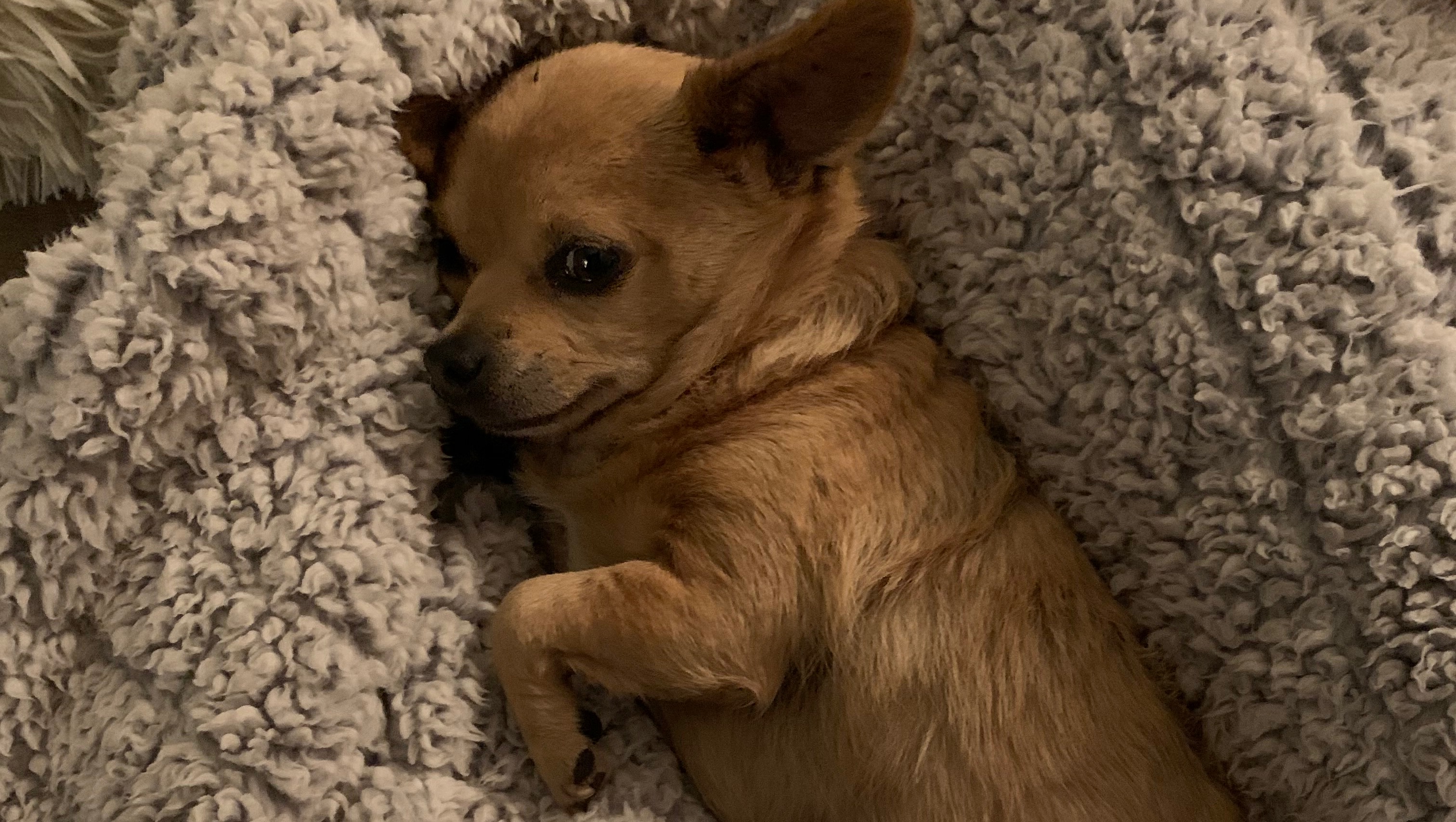 Fundraiser by avery charlton : Help Peanut Get Emergency Surgery