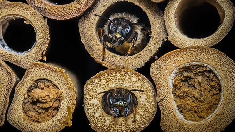 Fundraiser for VISWA REDDY by Aaditya Reddy : Aaditya's Bee Hotels for ...
