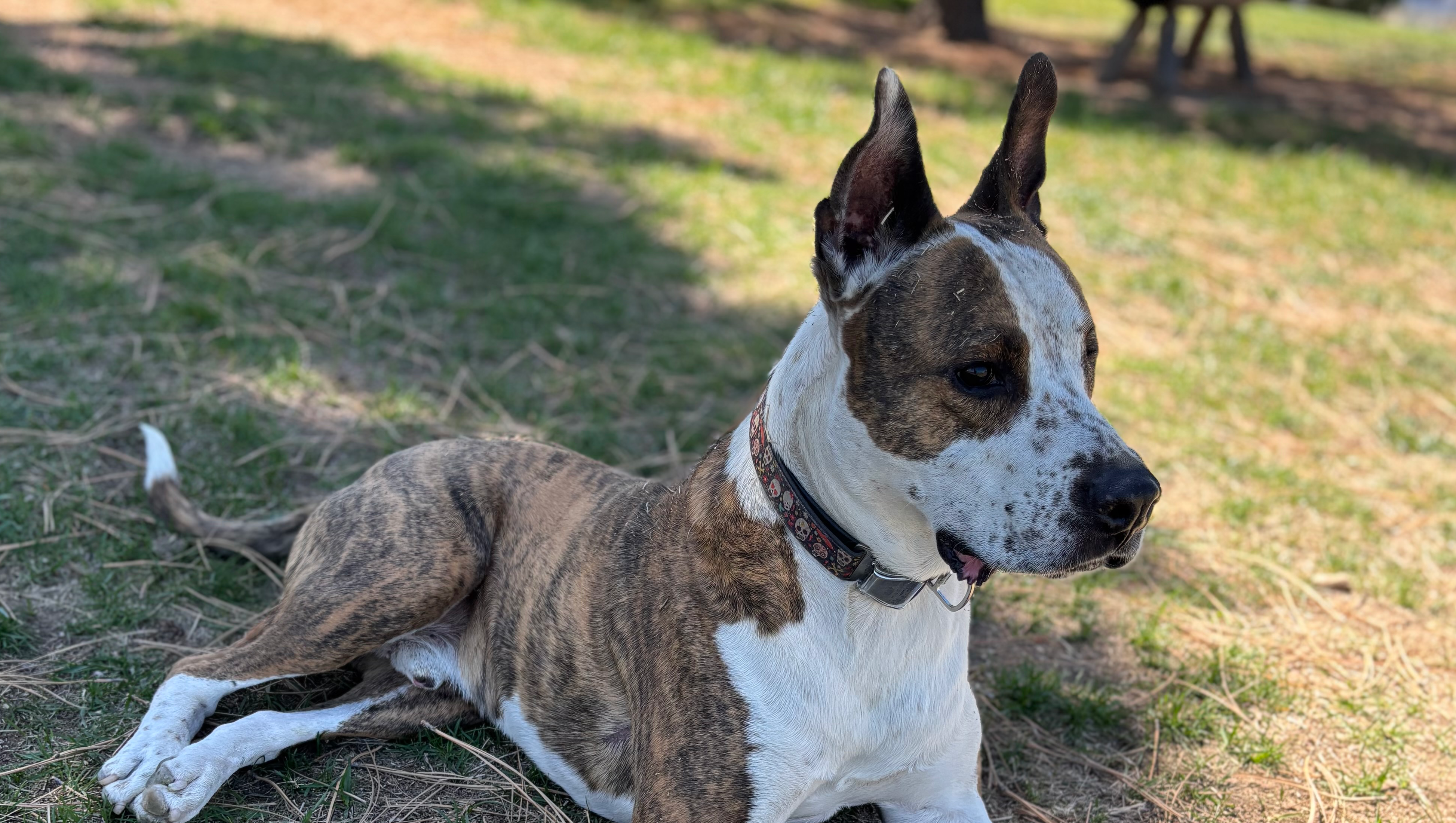 Fundraiser by Amanda Croft : Atticus palliative care