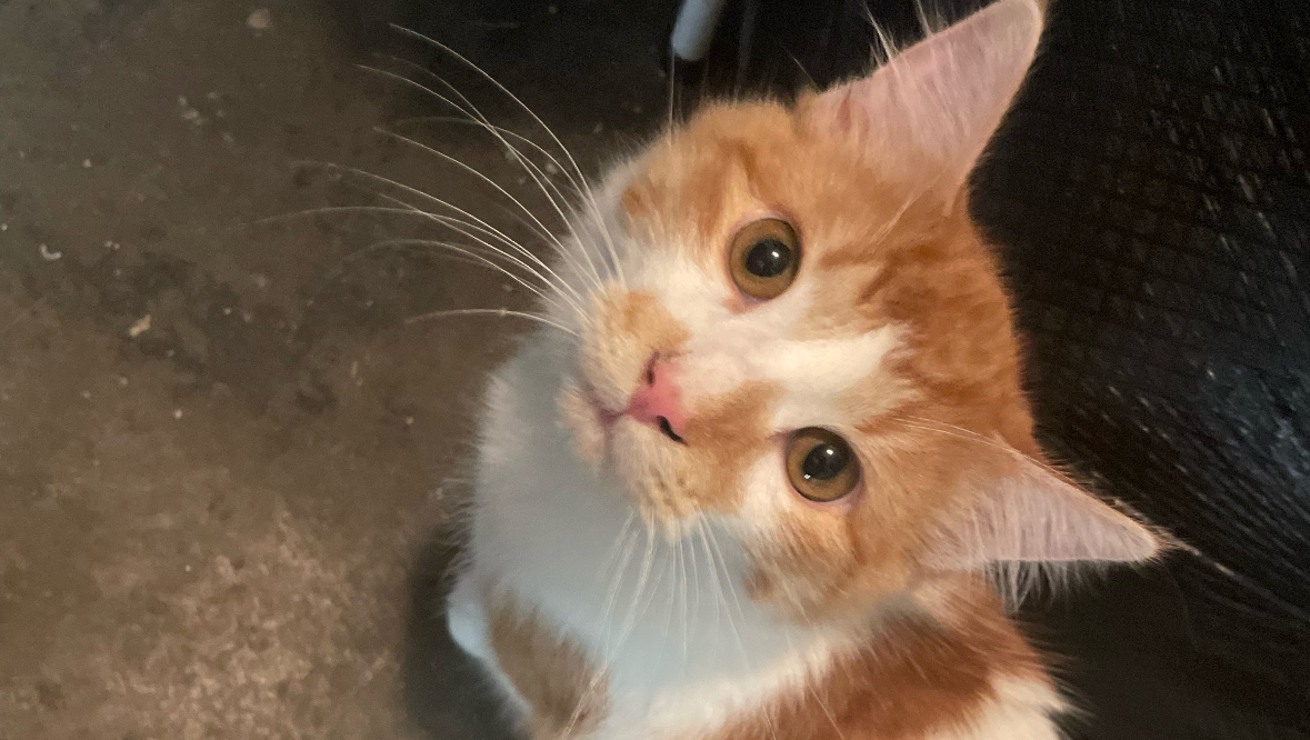 Fundraiser for Hailey Towery by Alisha Fields : Help Chip's Family with ...