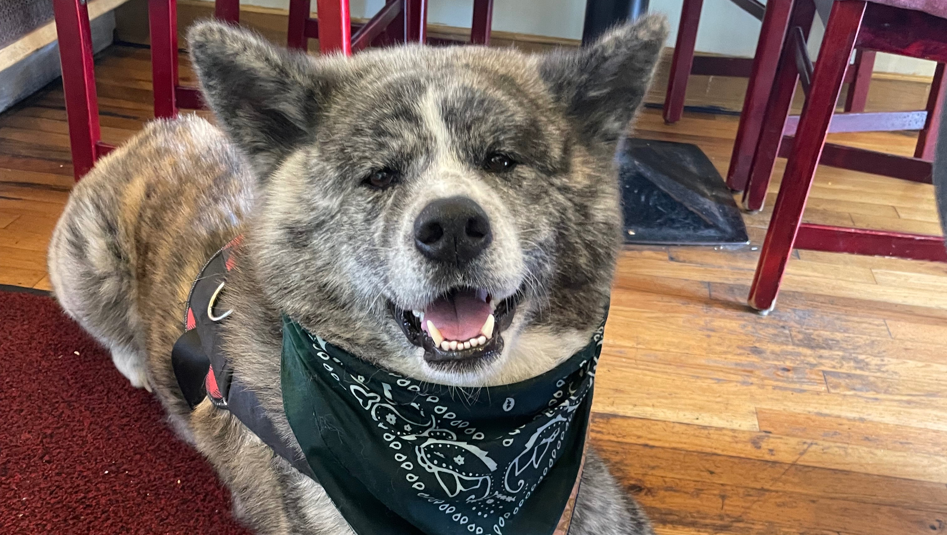 Fundraiser by Lauren Scuteri : Support Doobie's Life-Saving Surgery
