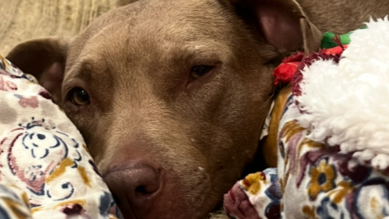 Fundraiser for Hailey Verhaalen-Staton by Allie Eckes : A Second Chance ...