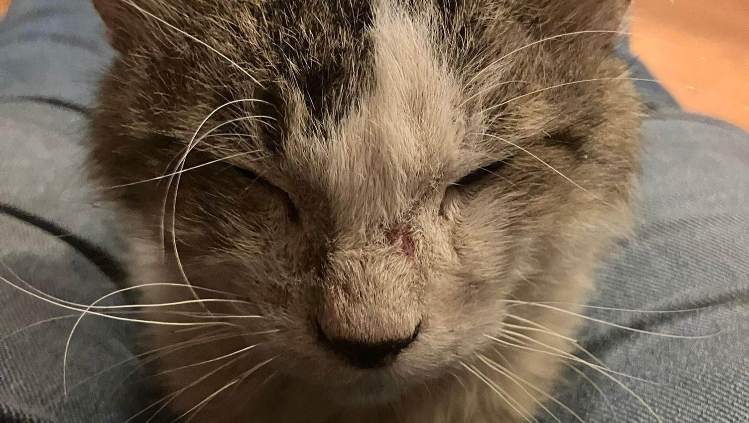 Fundraiser for Alejandra Maytorena by Leslie Rizo : Ayuda al gatito de Ale