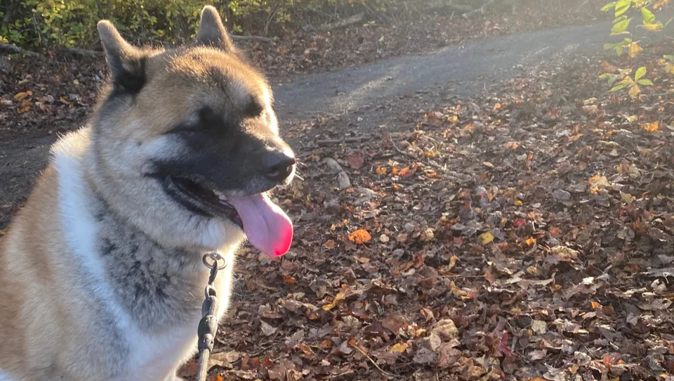 Fundraiser by Jordan Kahl : Help Kenji Overcome Spinal Infection
