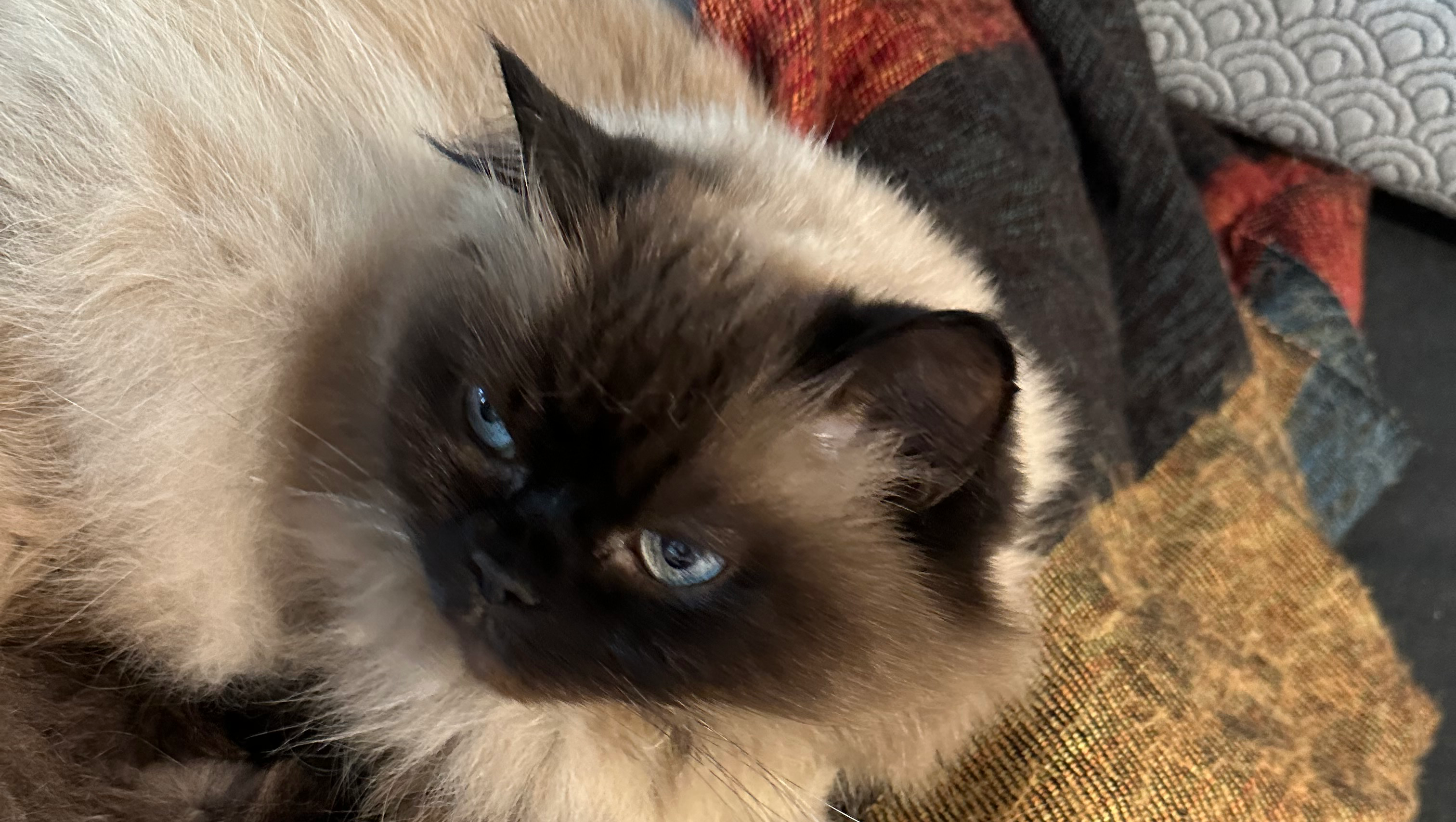 Fundraiser by Lindsay DeLand : Help Hattie and Lindsay With Emergency ...