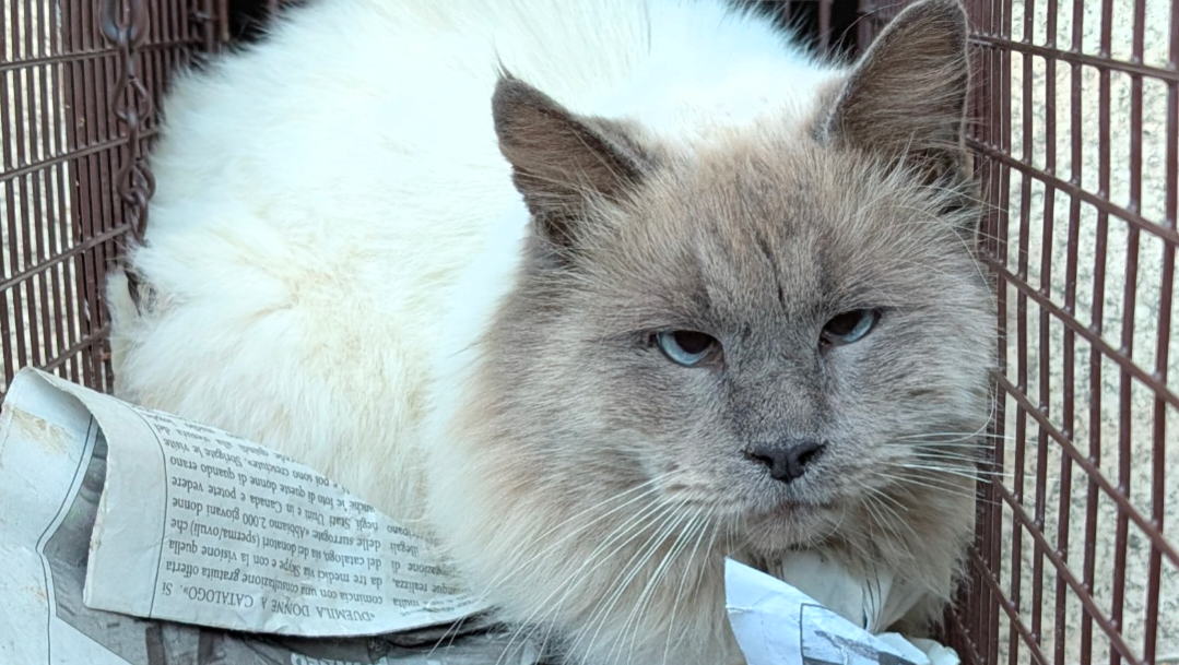 Fundraiser by Armineh Shaghzo : Caught at Last: Luigi's Urgent Dental Need