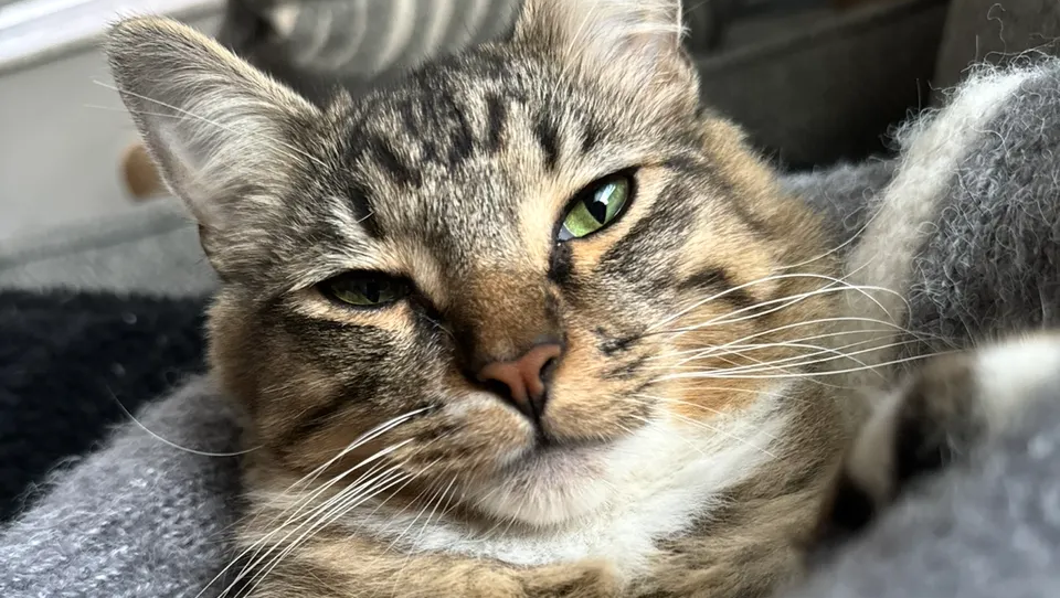 Fundraiser by Nicole j : Relief for Roush - Help Roush Walk and Heal Again