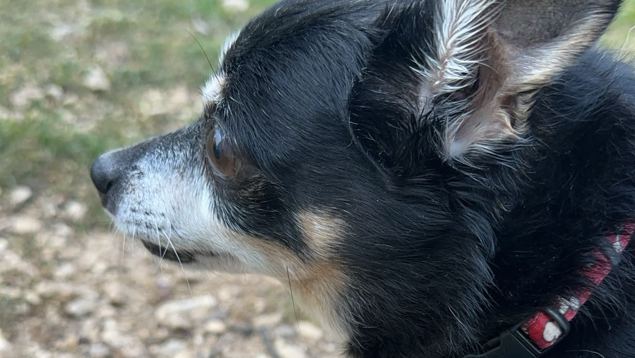 Fundraiser by Veronica Graham : Support Papi's Heart and End-of-Life Care