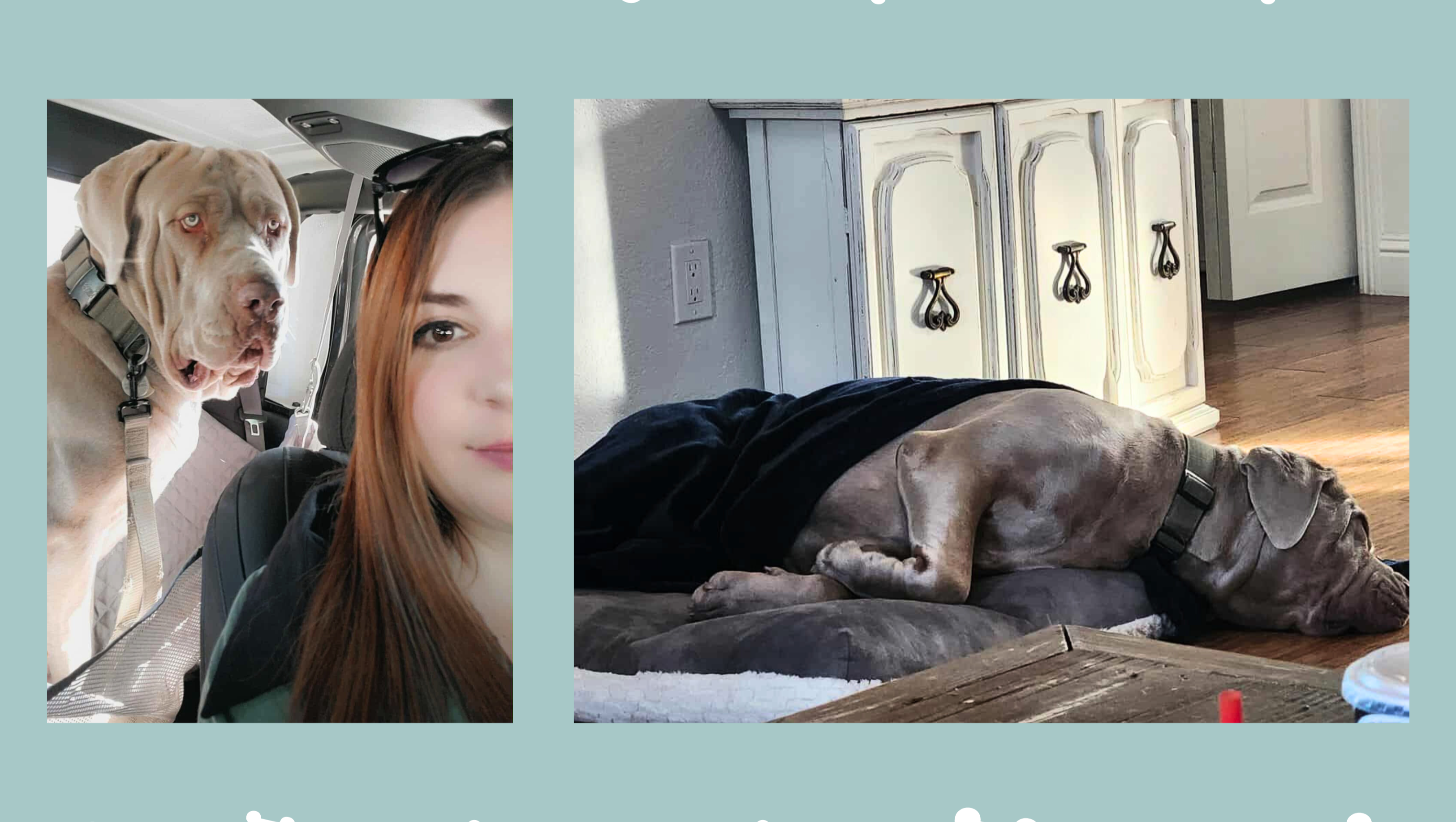 Fundraiser by Kayla Brown : Help Save Our Gentle Giant, Johnny Ringo