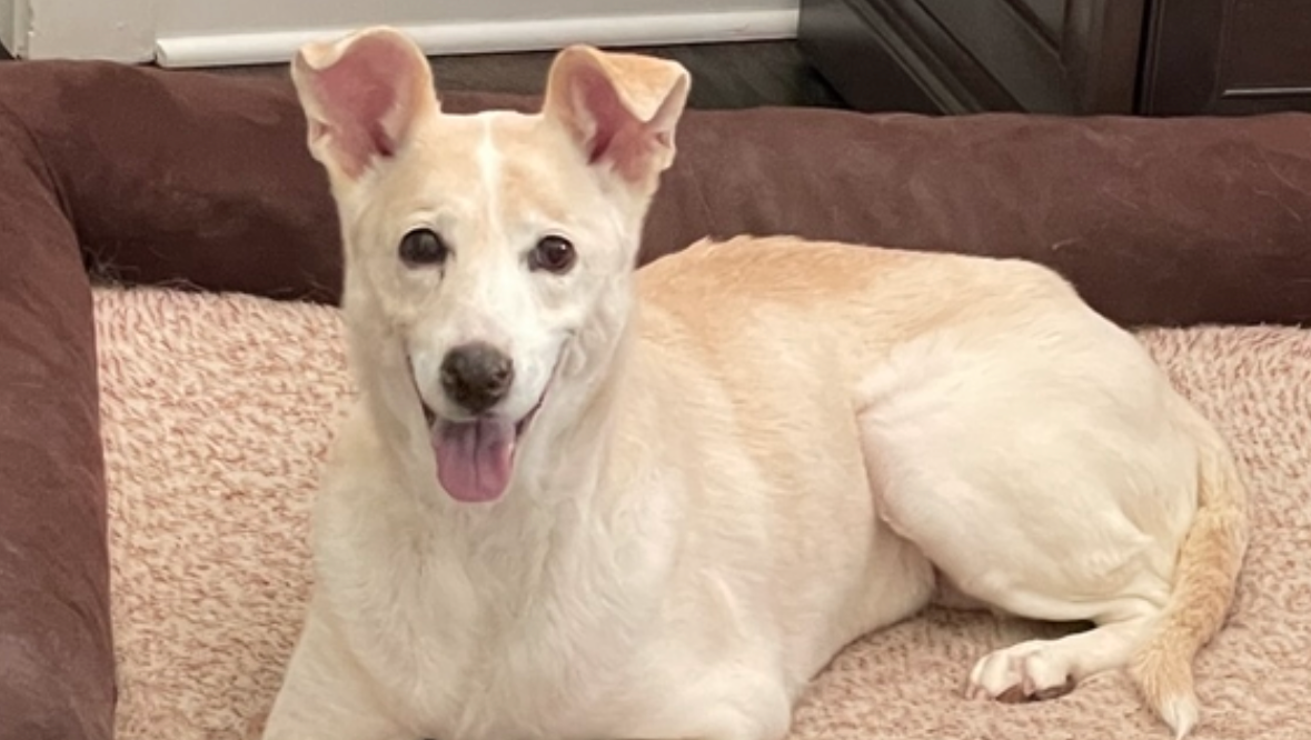 Fundraiser by Adam Reingold : Honoring Radar: Support Rescues