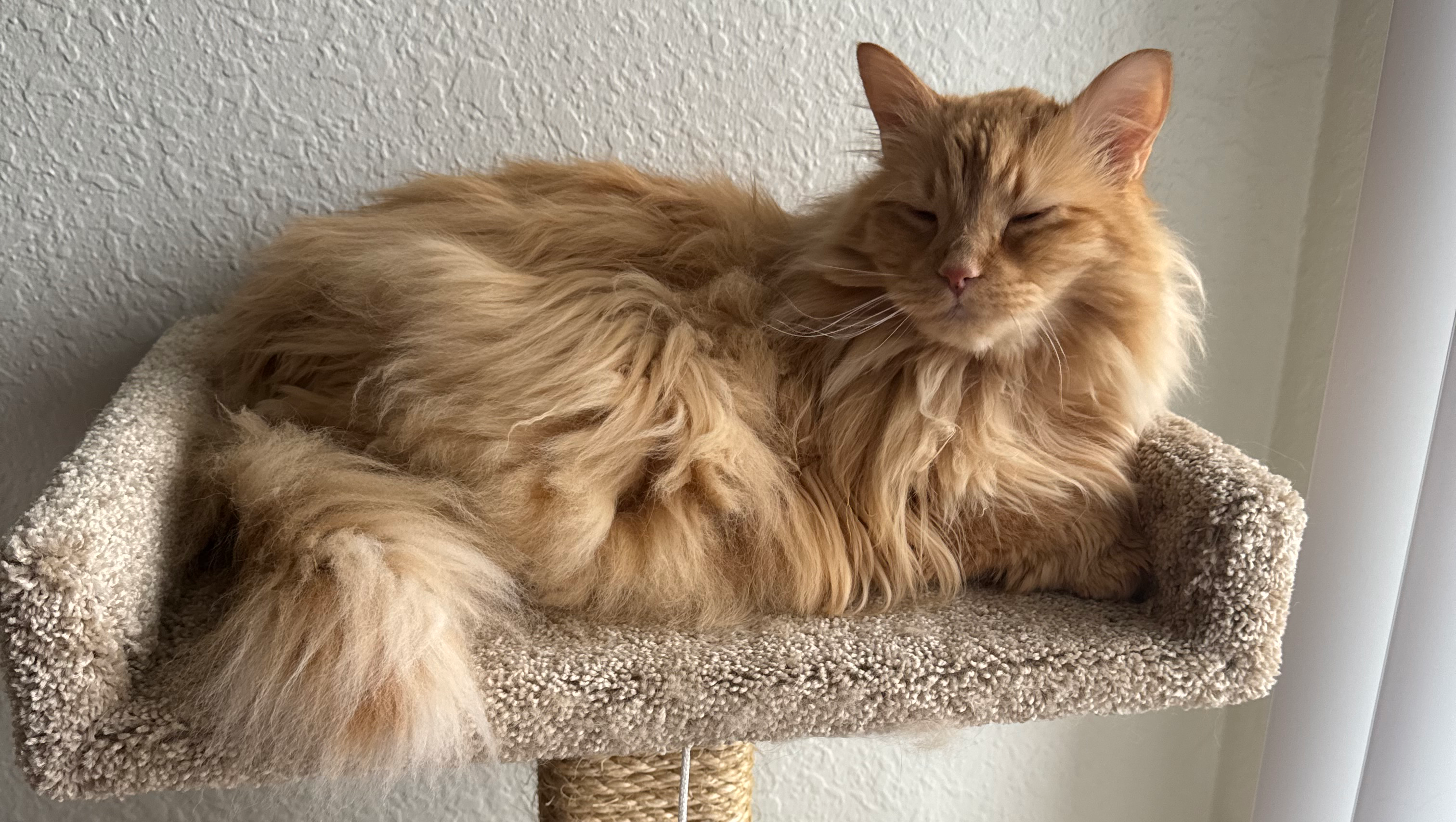 Fundraiser by Taylor Garrison : Help support Tabitha’s emergency bill