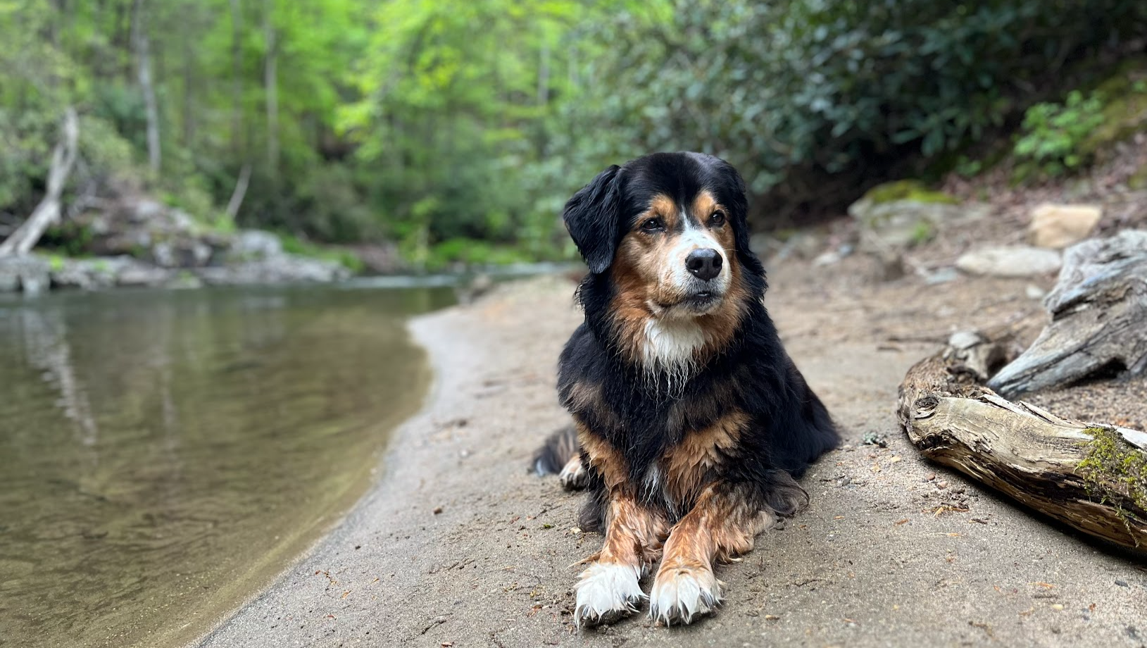 Fundraiser by Matt Carswell : Help Leeloo Fix Her Broken Femur