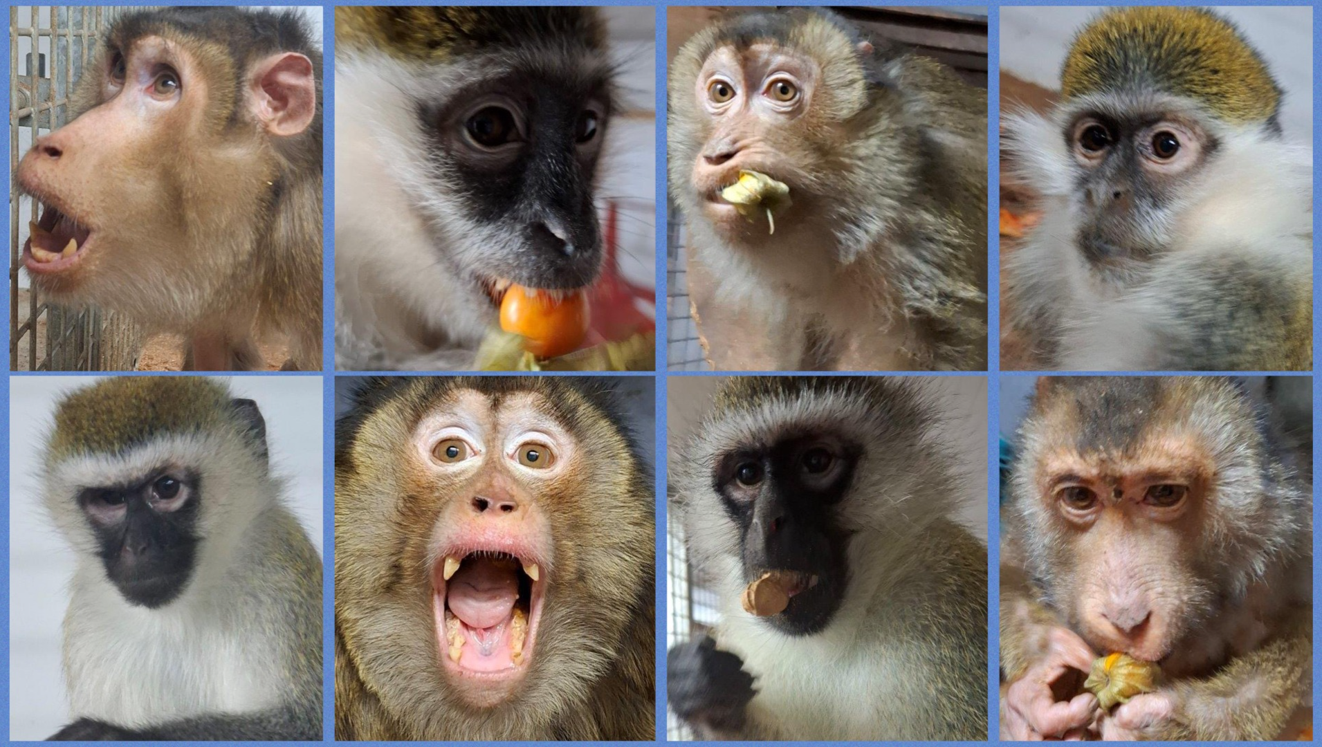 Fundraiser by Wales Ape & Monkey Sanctuary : Sponsor a new Home for ex ...