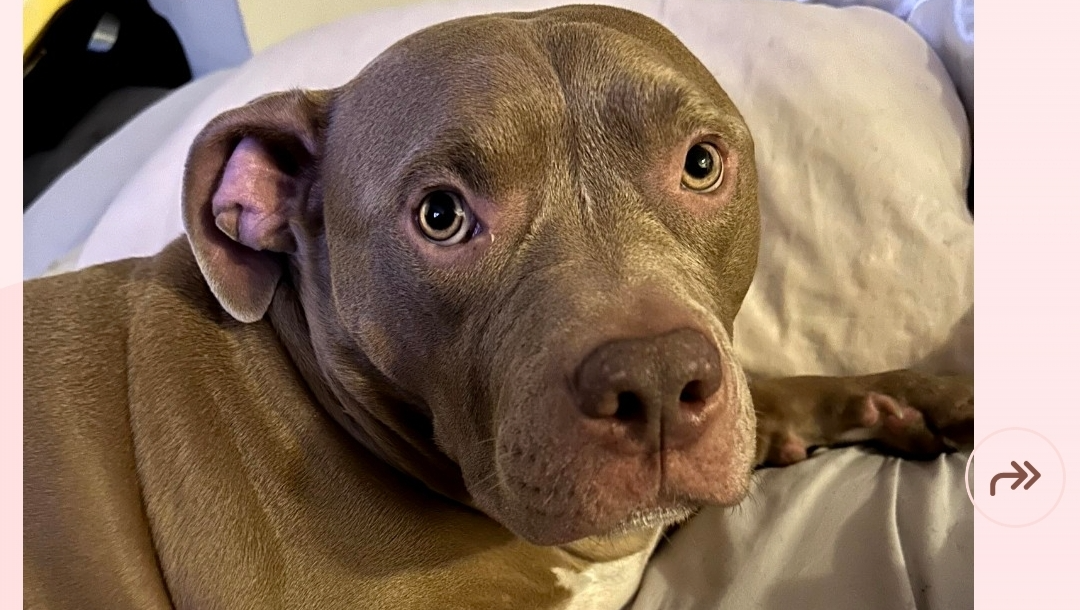 Fundraiser by Jessica C : Donate to Capone's Cancer Removal Surgery