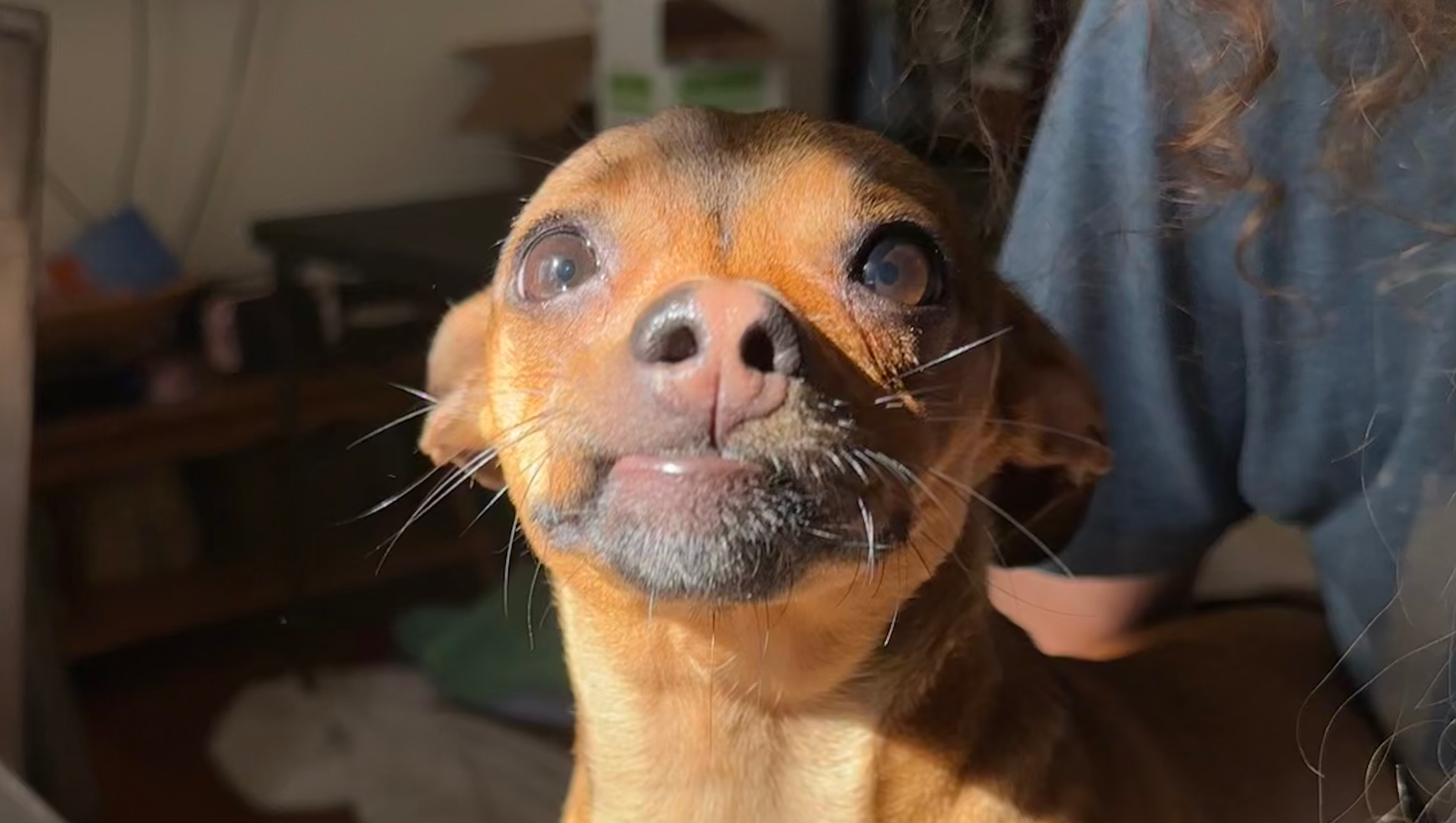 Fundraiser for Hana McGrath by Sierra McGrath : Save Peanut: Urgent ...