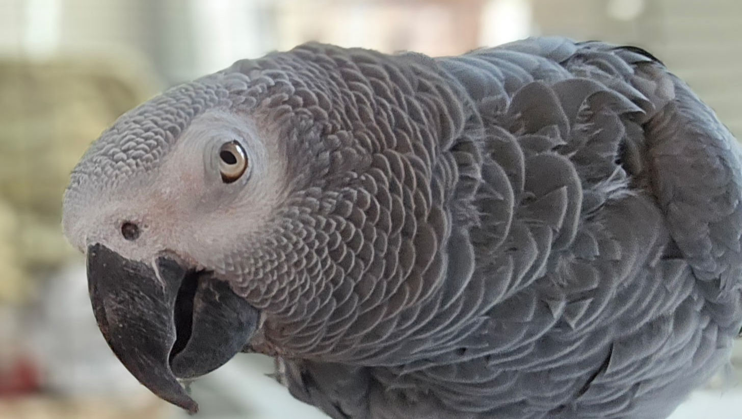 Fundraiser by Rhode Island Parrot Rescue Maine Branch : Rhode Island ...