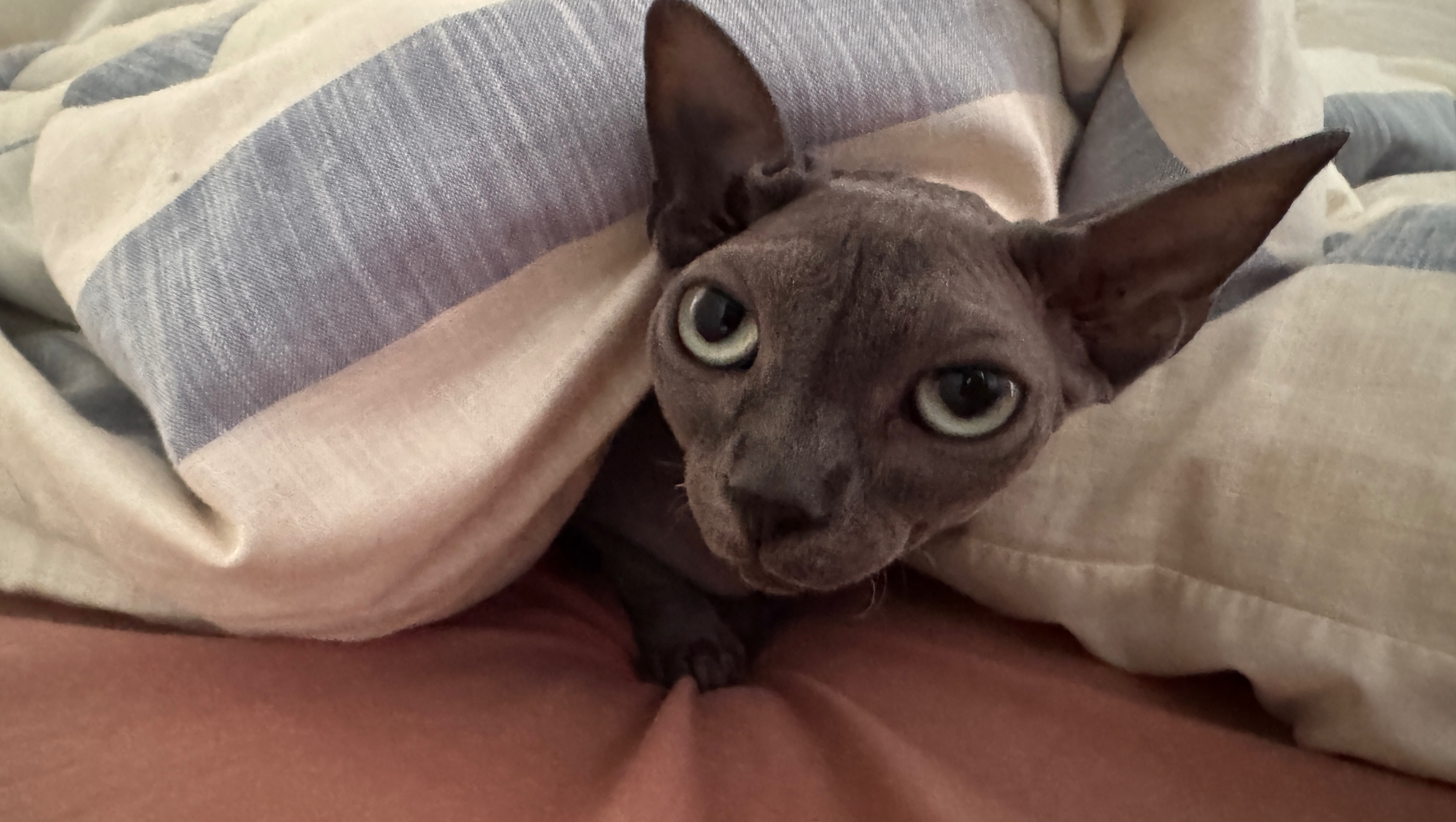 Fundraiser by Karen Gonzales : Help silver go through heart failure ...