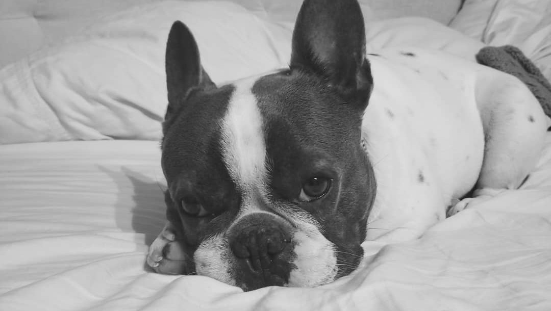 Fundraiser for Nikki Vivas by Adriana Vivas : Fight for Frankie Blu ...