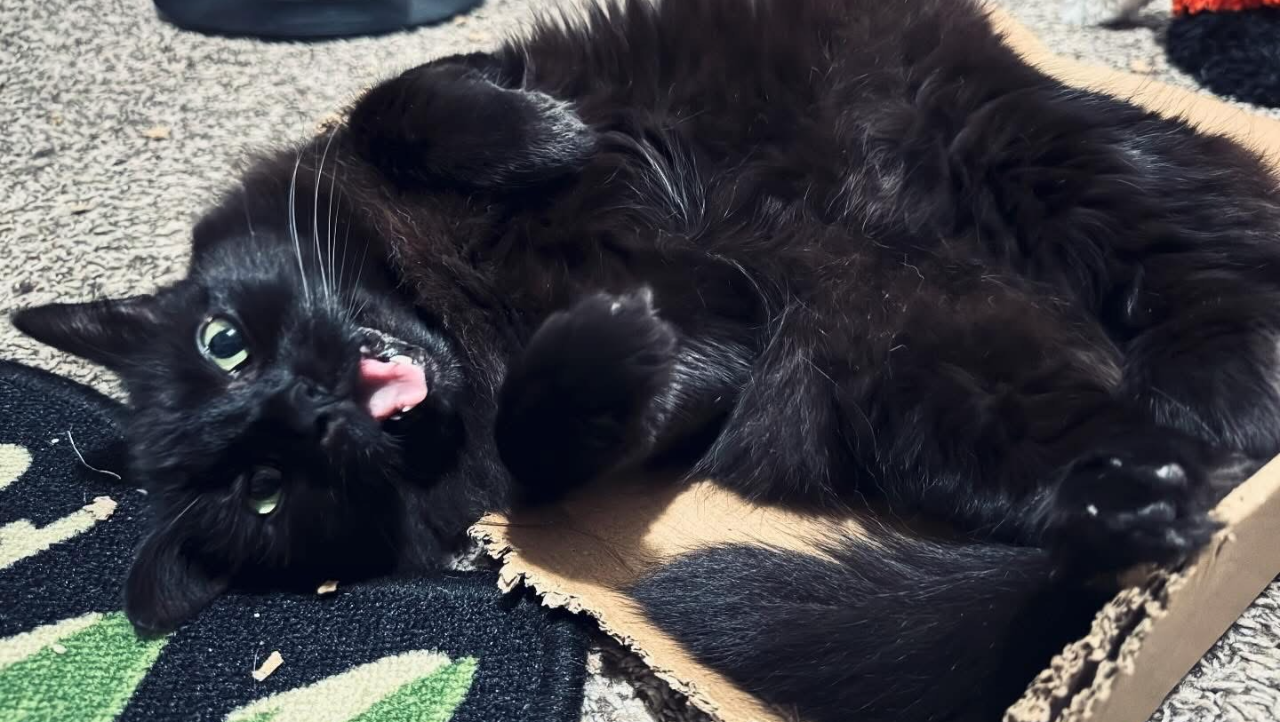 Fundraiser by Kelly Humphrey : Help Save Kelly's Cat! Emergency Vet Costs