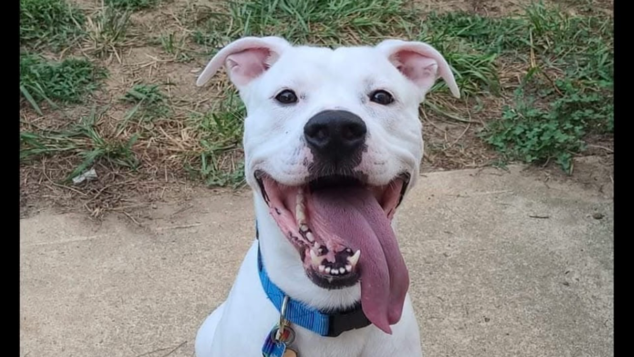 Fundraiser by Tori Glade : Help Onyx Get Life-Saving Surgery