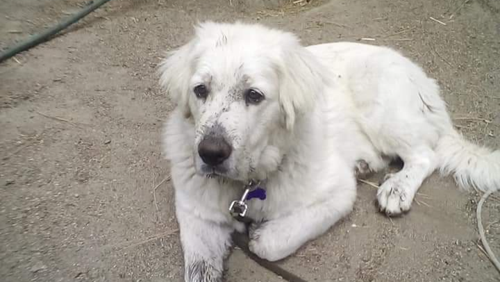 Fundraiser by Heidi Linder : Save Kaya: Urgent Help Needed for Vet Care