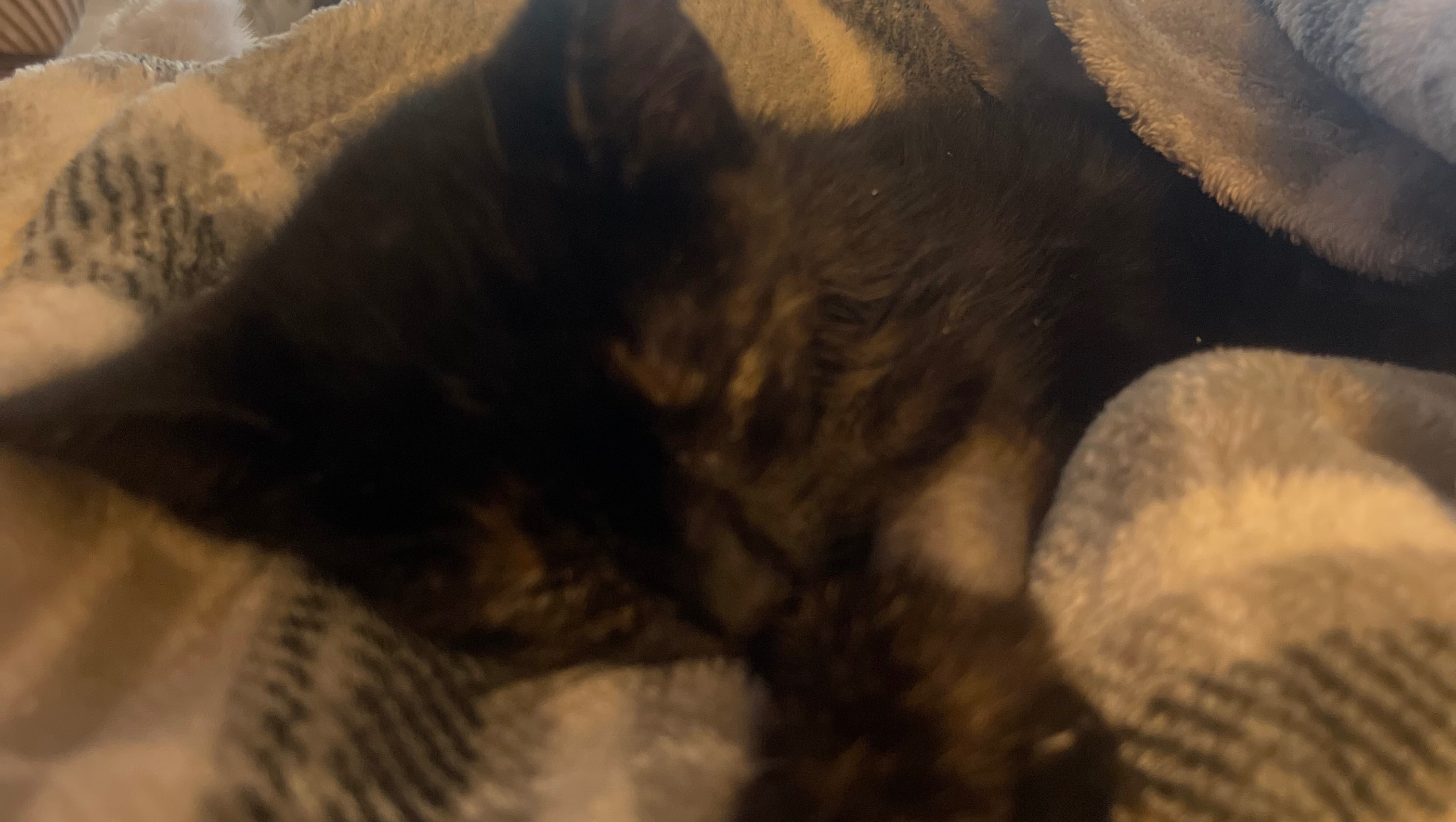 Fundraiser for Tana Isenhour by Amy Sparks : Help Tana’s Rescue Kitten ...