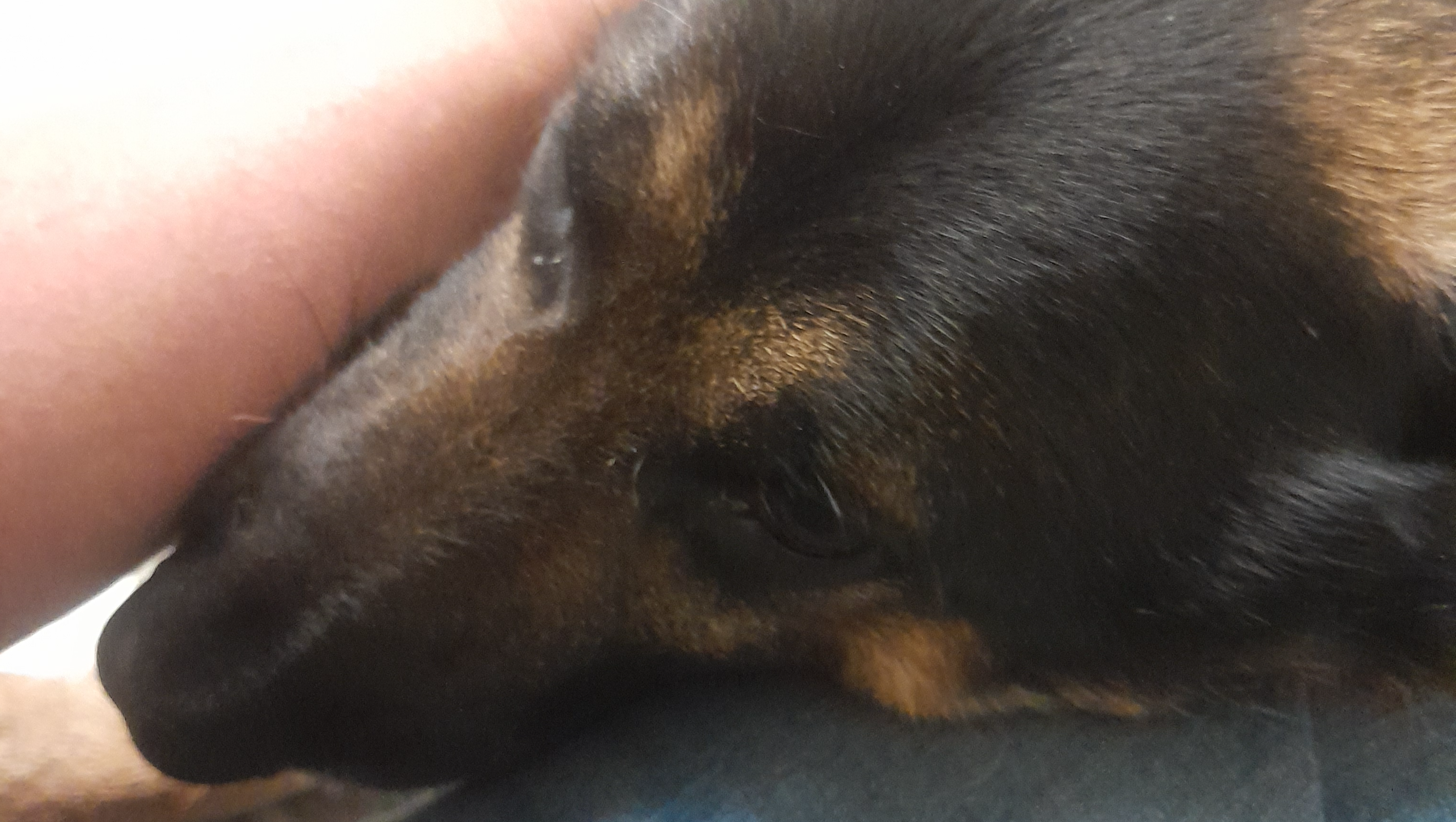 Fundraiser by Scott Heath : Support Schitz's Life-Saving Surgery