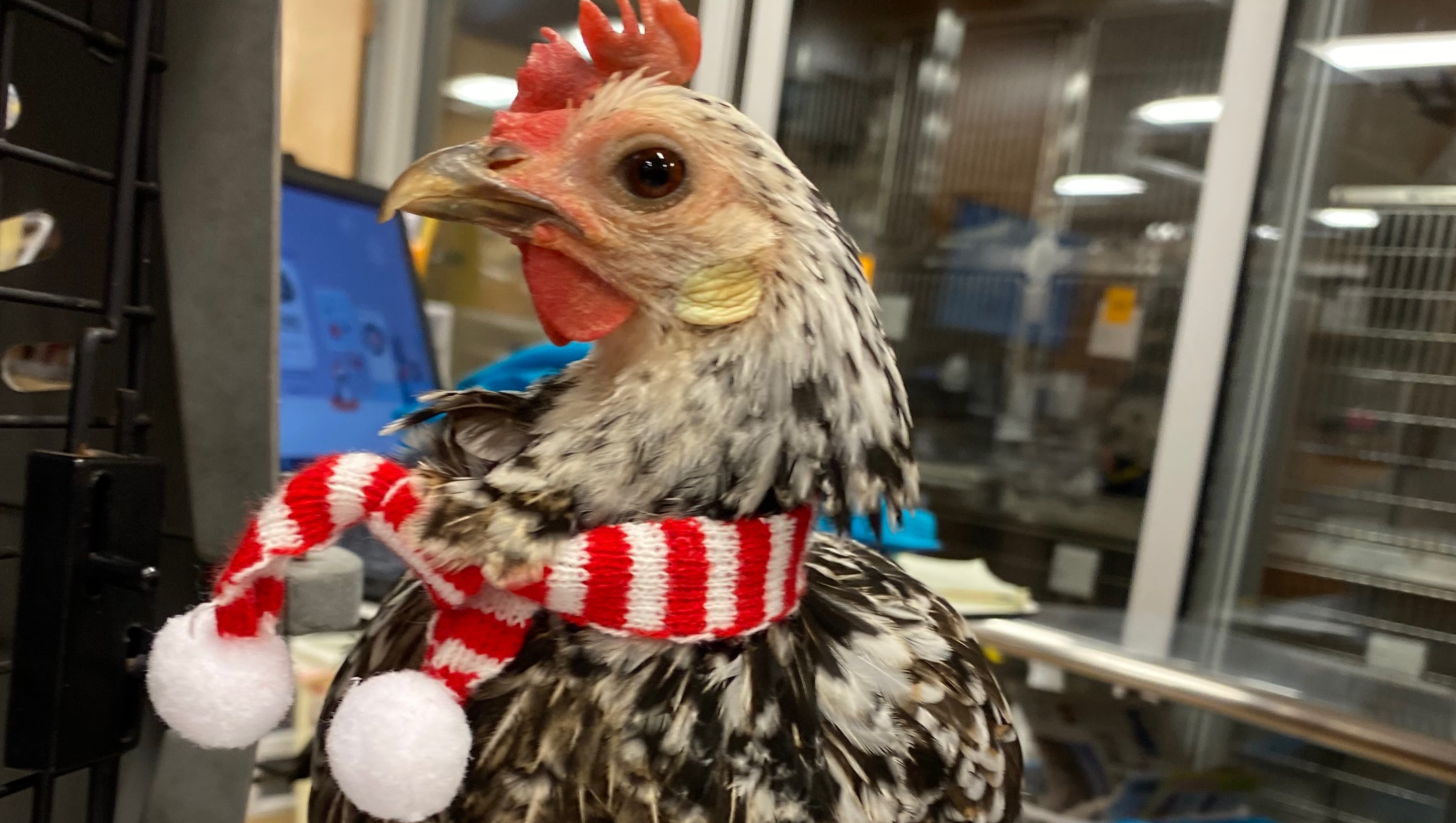 Fundraiser by Michelle Thompson : Support Miss Chicken's Journey to ...