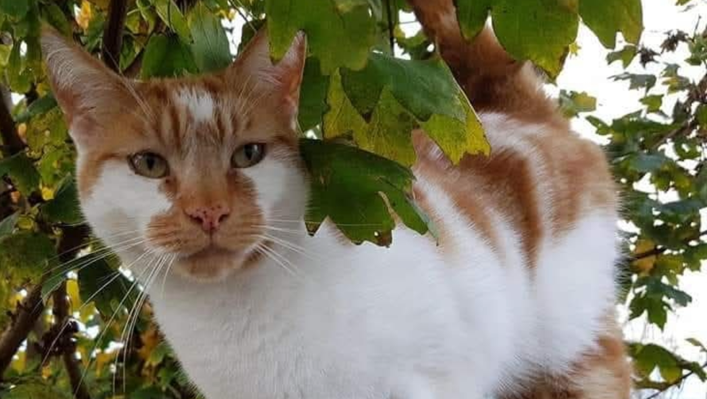 Fundraiser for Angela Chilcott by Stuart Thomas : Gizmo