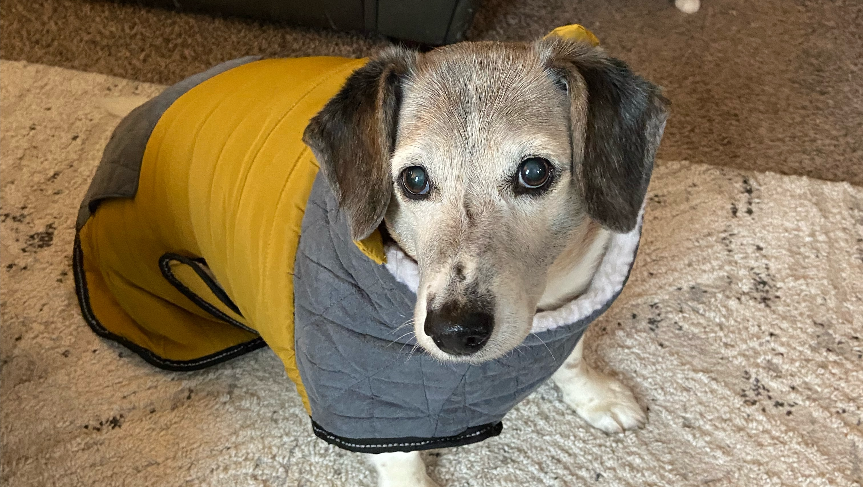 Fundraiser by Ethan Reames : Help us give Leo a second chance!